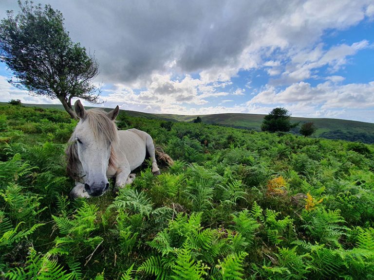Circular Walks in Quantock Hills AONB - Get outside in Somerset